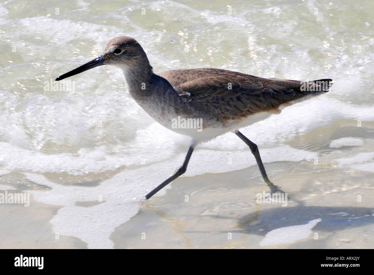 Willet Catoptrophorus semipalmatus Florida water shore bird search out ...