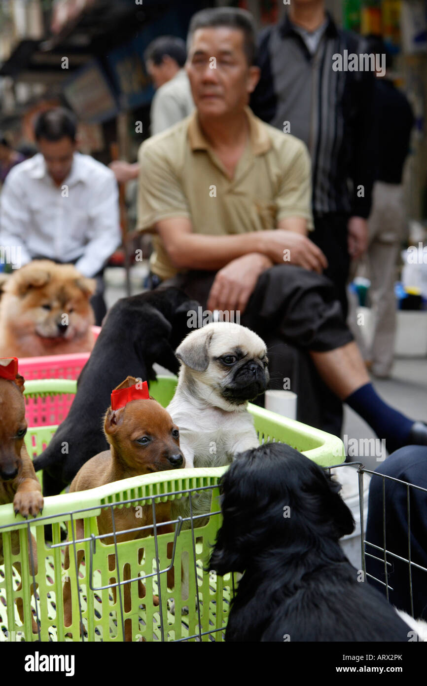 Pet street market peaceful market hi-res stock photography and images ...
