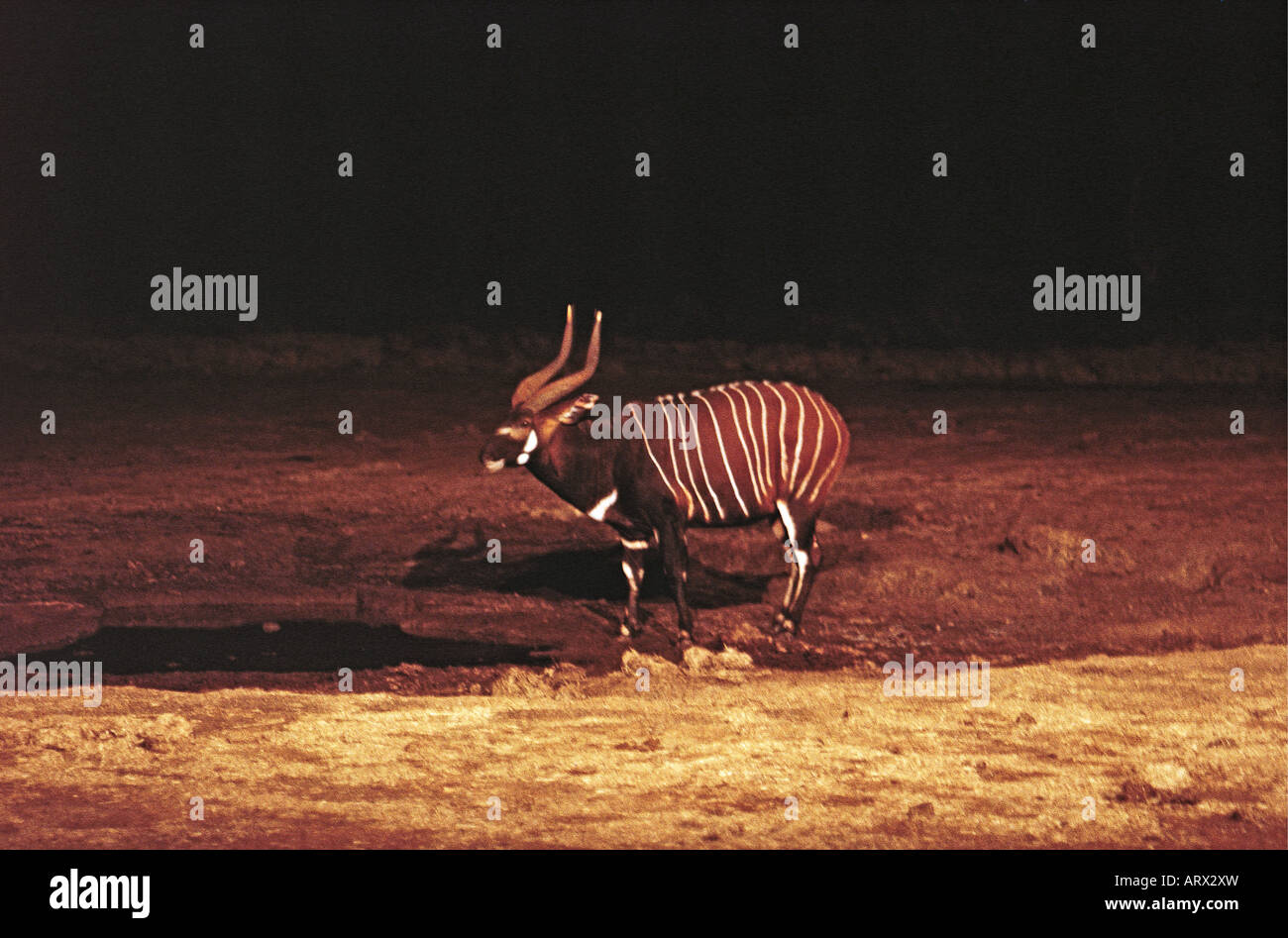 Rare endangered male Bongo antelope at The Ark salt lick and waterhole ...