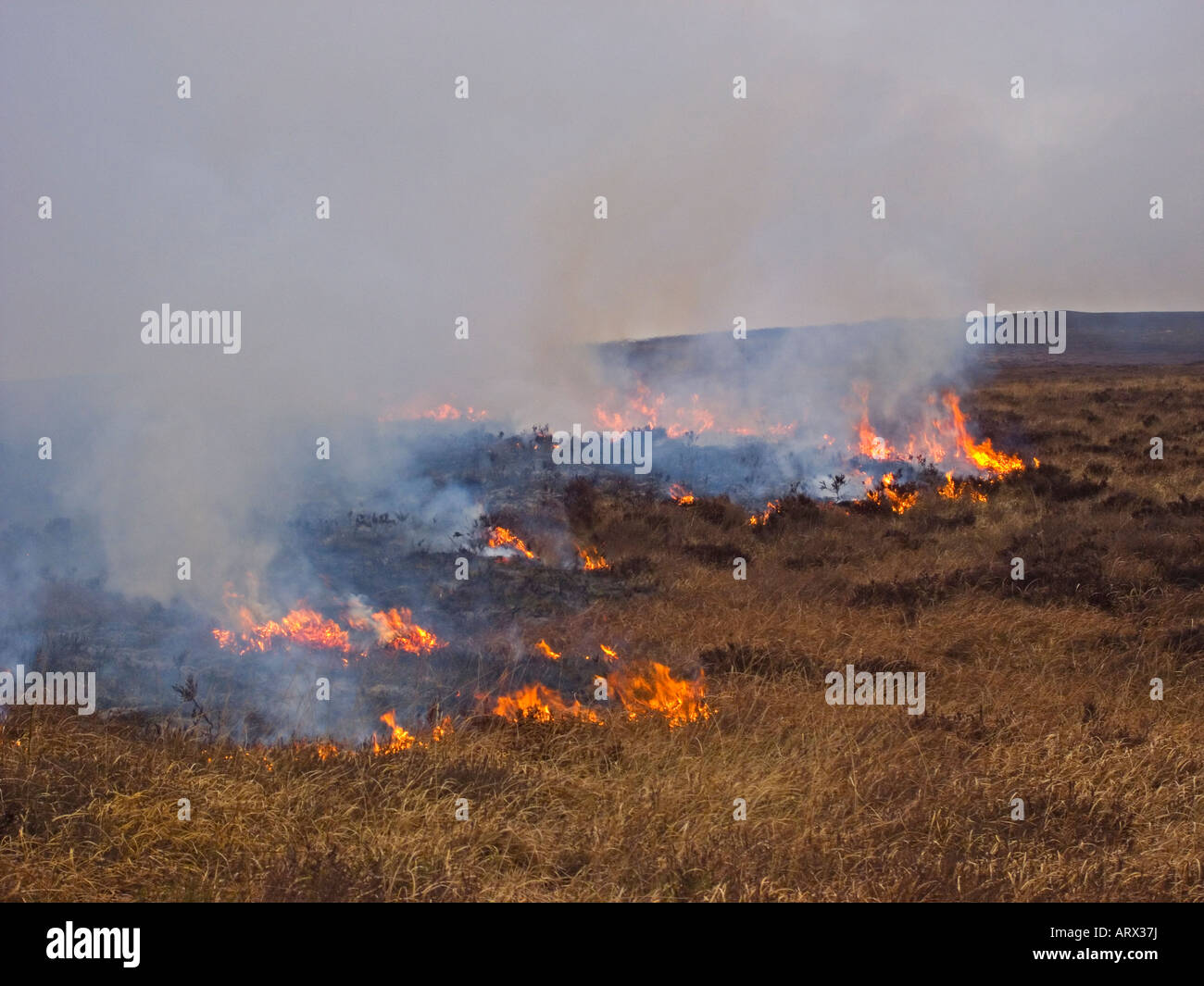 Heather burning on north yorkshire hi-res stock photography and images ...