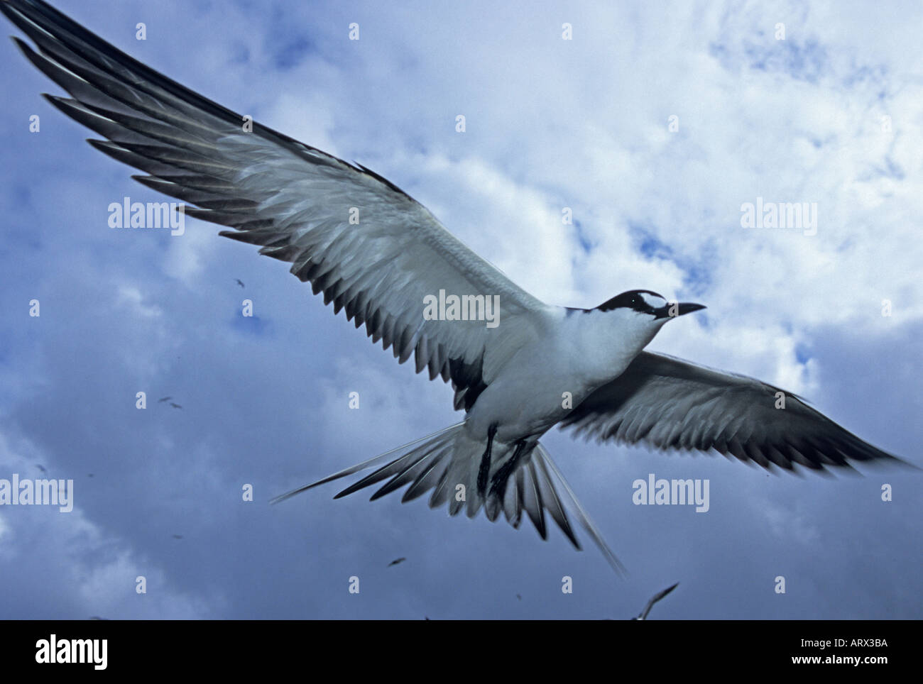 SOOTY TERN (Sterna fuscata) in Flight, Ascension Island, South Atlantic ...
