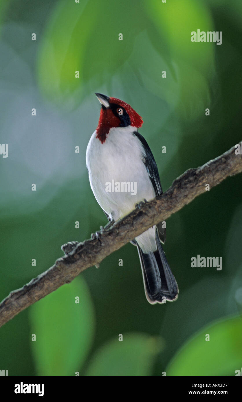 RED-CAPPED CARDINAL (Paroaria gularis) LLANOS VENEZUELA Stock Photo - Alamy
