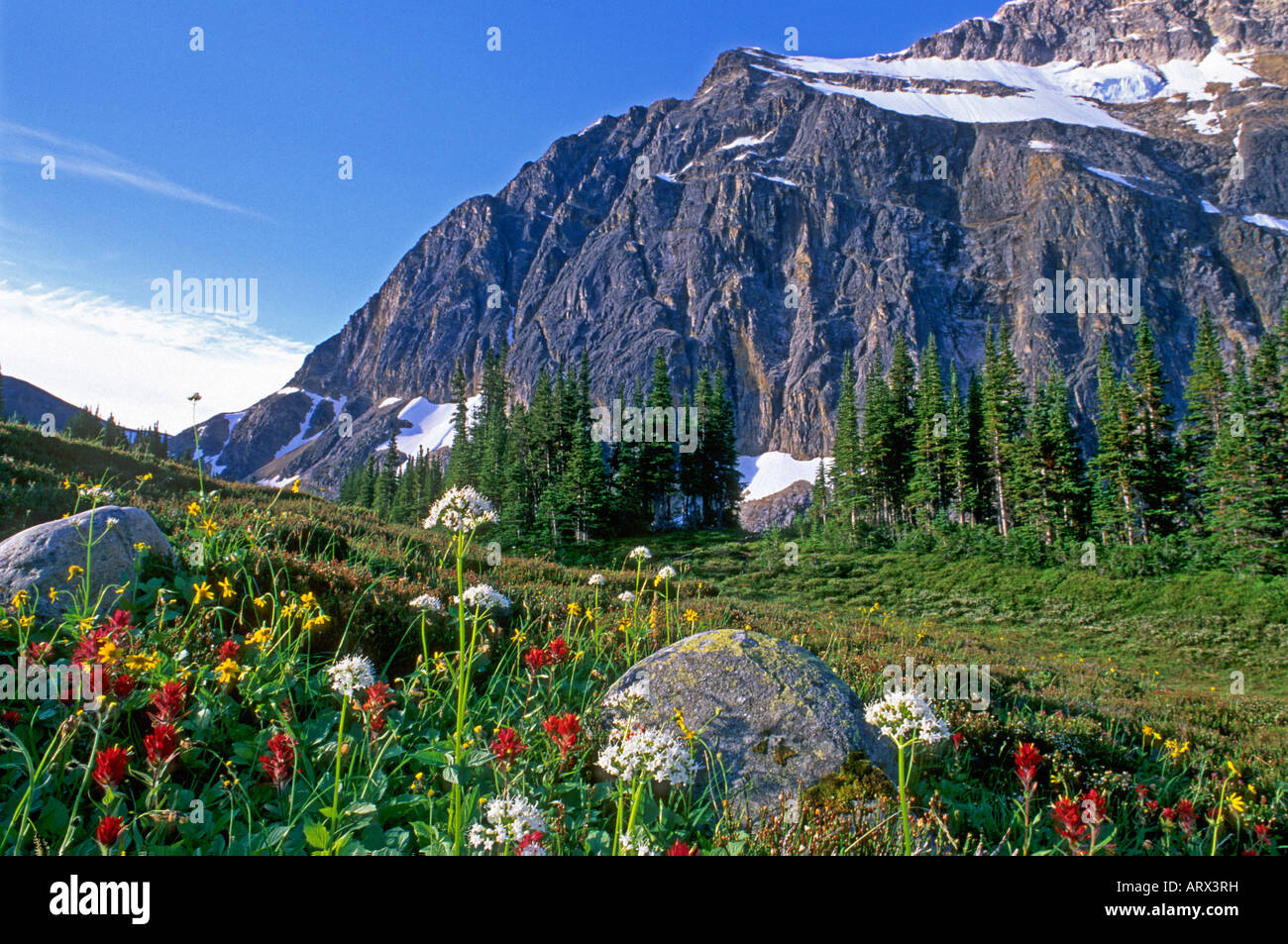 Wildflowers Mt Edith Cavell Jasper National Park Alberta Canada Stock ...