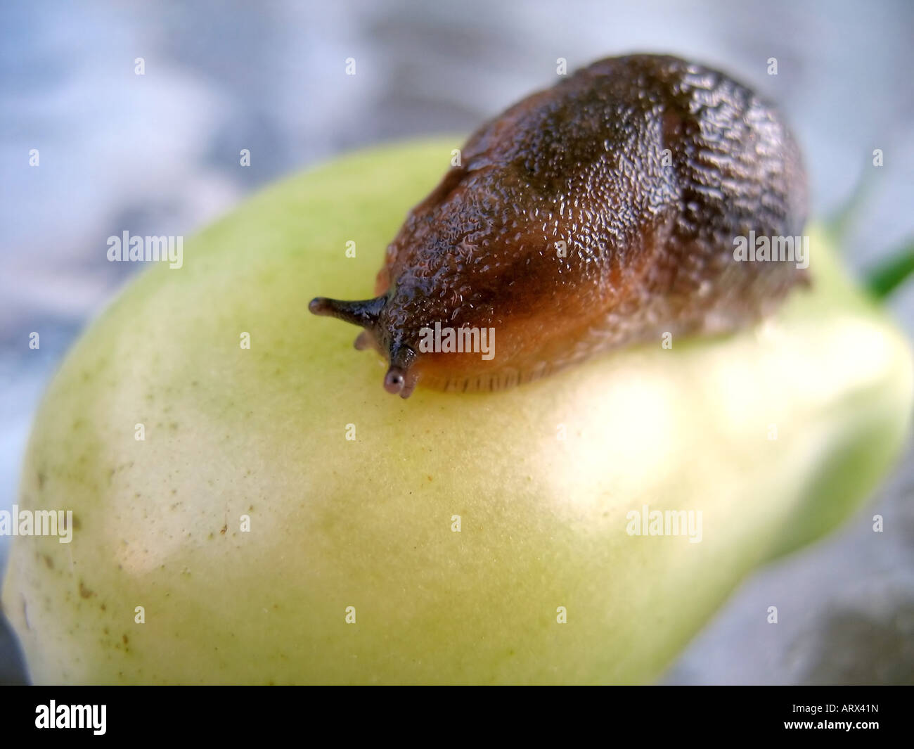 The mother of all slugs crawling on an unripened roma/plum tomato from ...