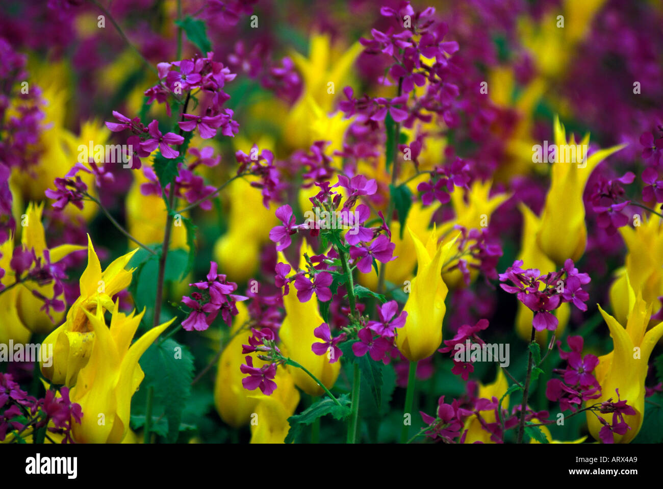 Purple flowers in switzerland hi-res stock photography and images - Alamy