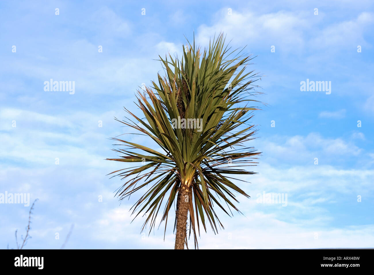 Palmtree trunks hi-res stock photography and images - Alamy