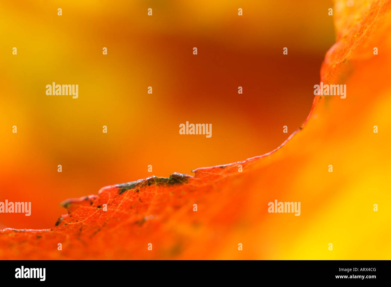 leaf detail Jefferson Notch Road The White Mountains National Forest ...
