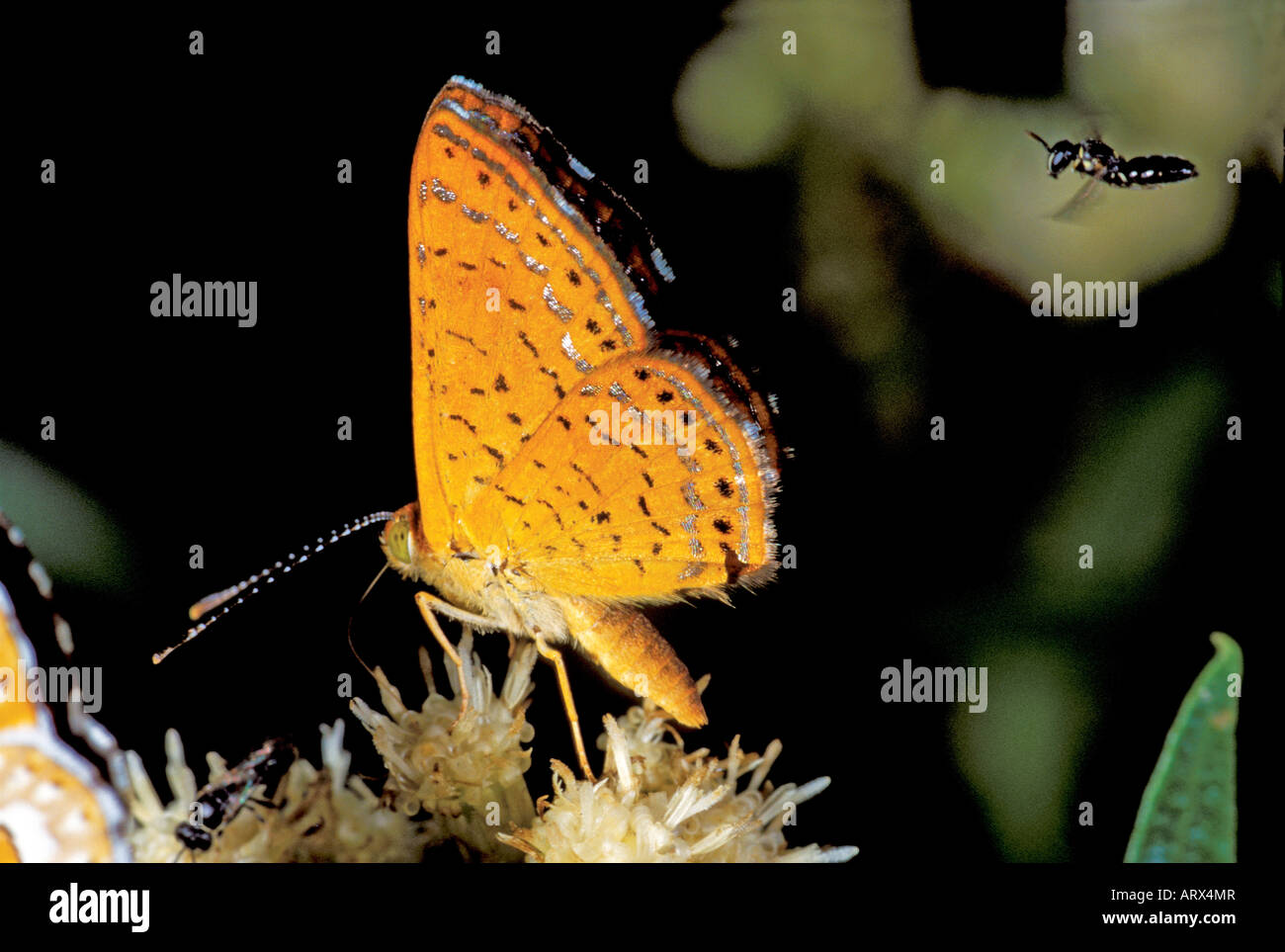 Fatal Metalmark Calephelis nemesis Patagonia ARIZONA United States 4 ...