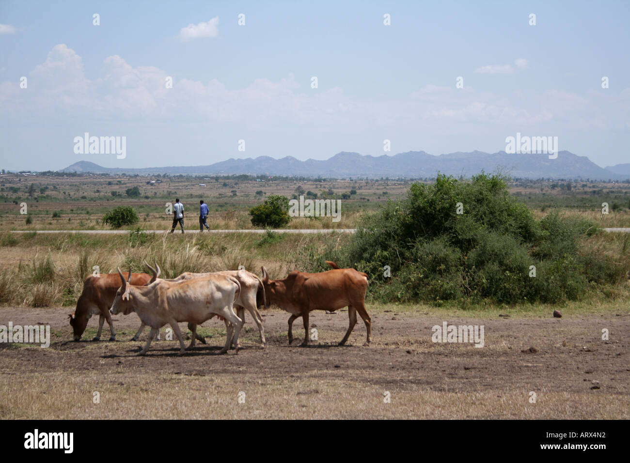 Cattle in Southern Kenya Stock Photo - Alamy