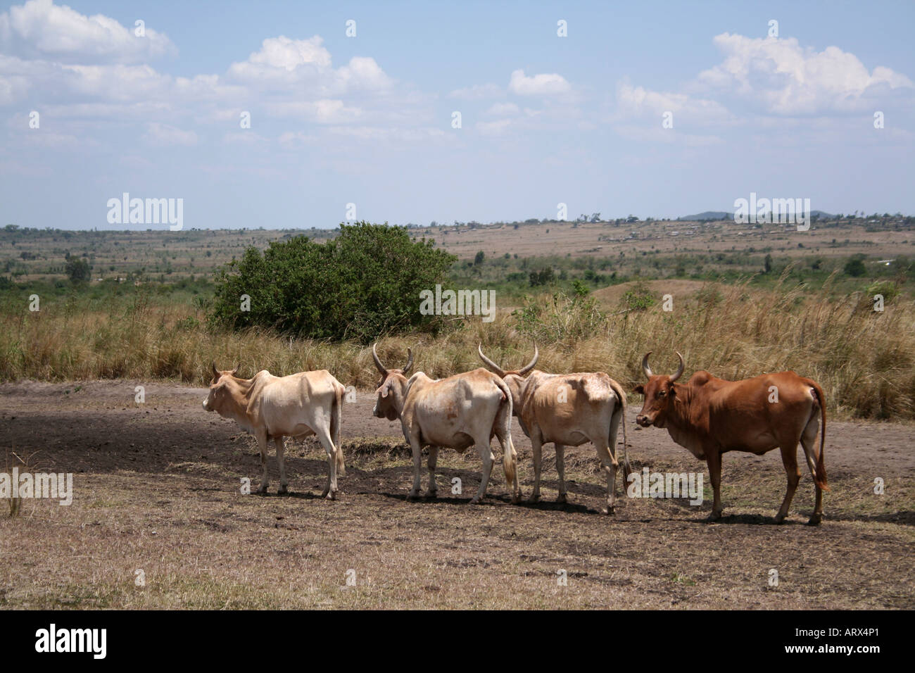 Cattle in Southern Kenya Stock Photo - Alamy