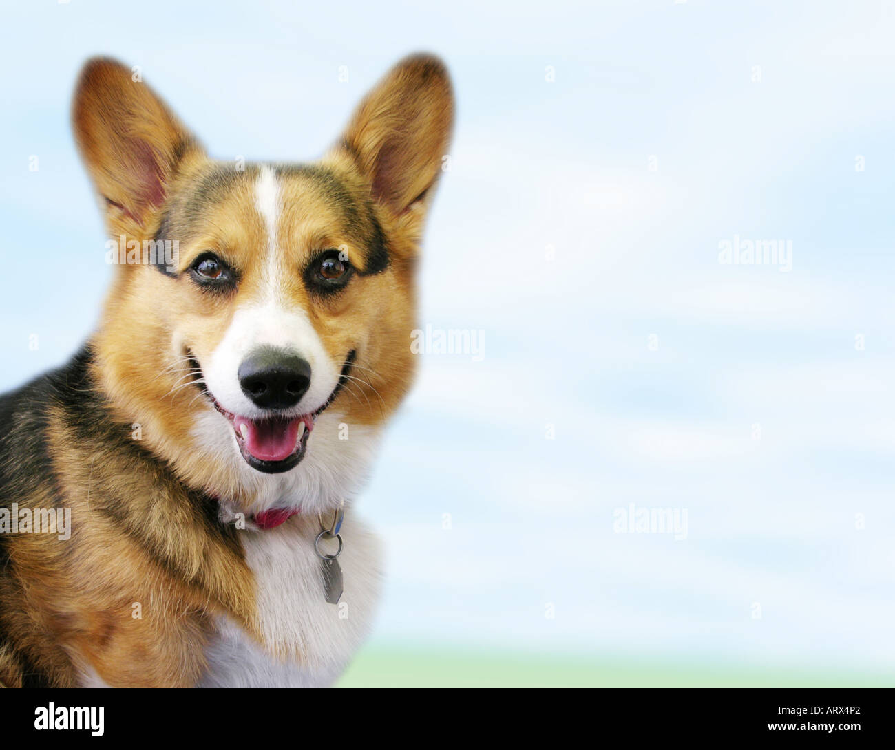 Welsh corgi pembroke close up hi-res stock photography and images - Alamy
