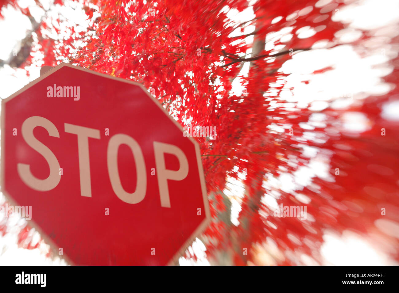 Traffic Stop Sign, Red Maple leaves, autumn, Washington, District of ...
