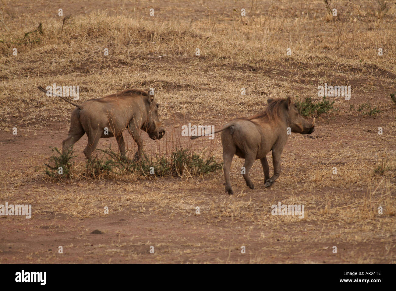 Serengeti warthogs hi-res stock photography and images - Alamy