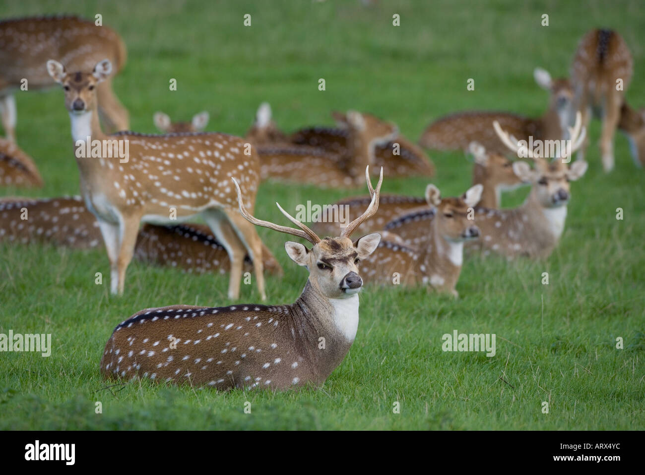 The chital or cheetal, also known as the spotted deer, or Axis Deer ...