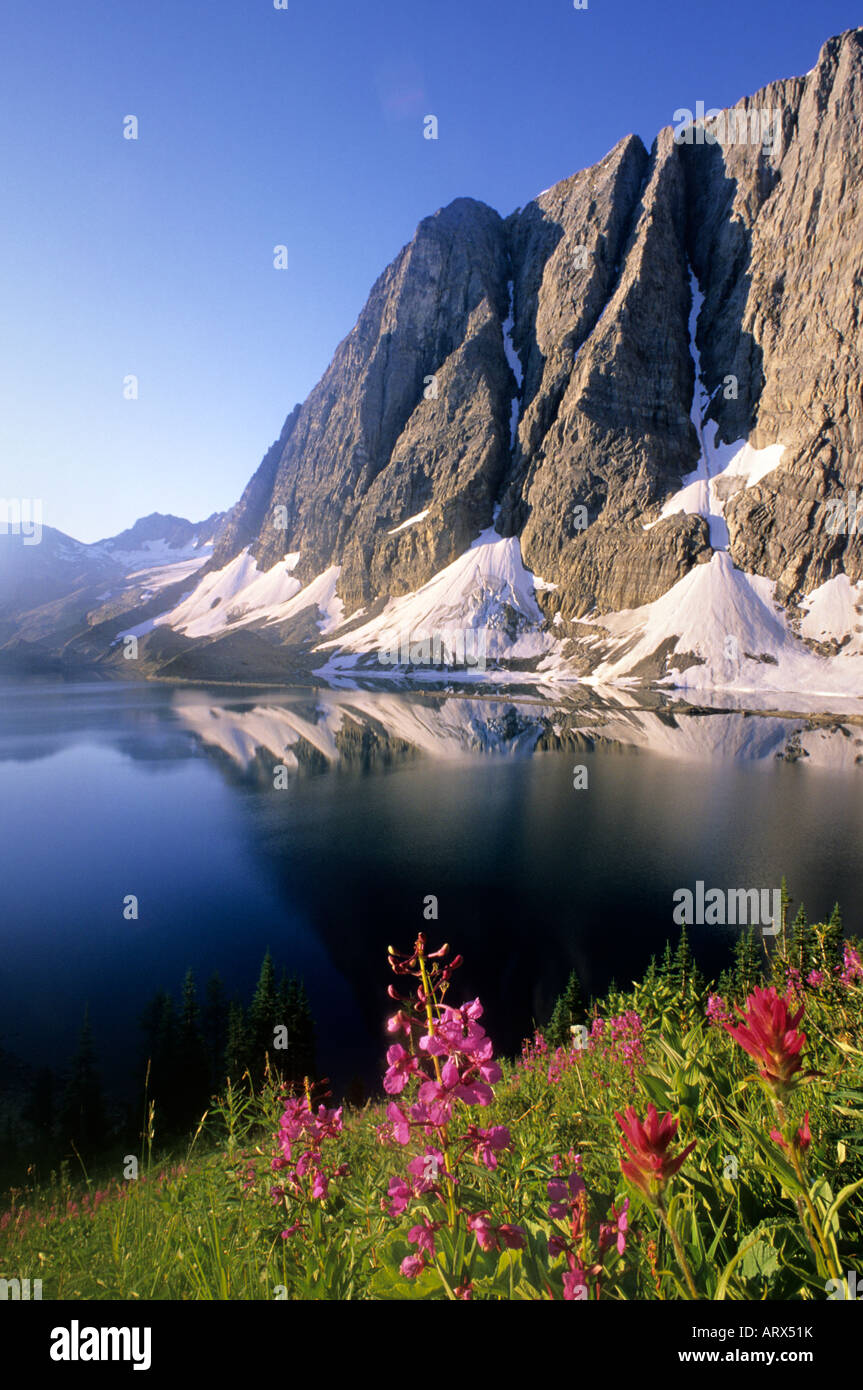 Wildflowers Floe Lake The Rockwall Kootenay National Park British ...