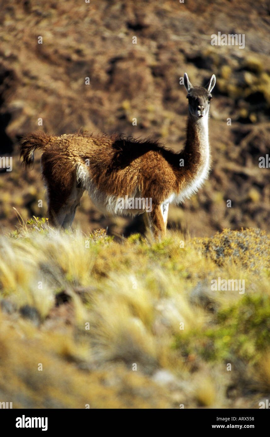 ARGENTINA ,Patagonia Guanaco in the Wild Stock Photo - Alamy