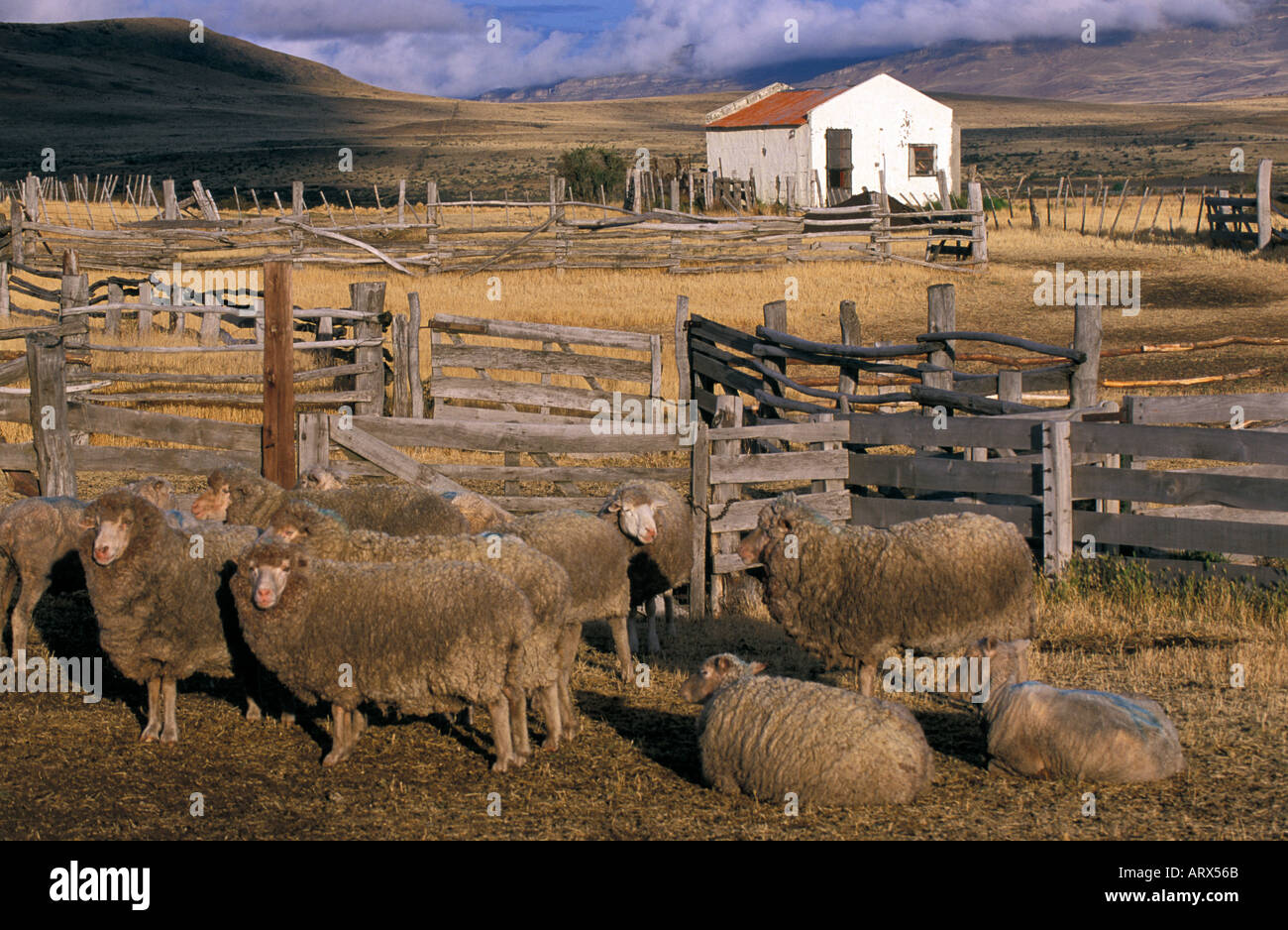 ARGENTINA Patagonia Sheep Ranch Stock Photo - Alamy