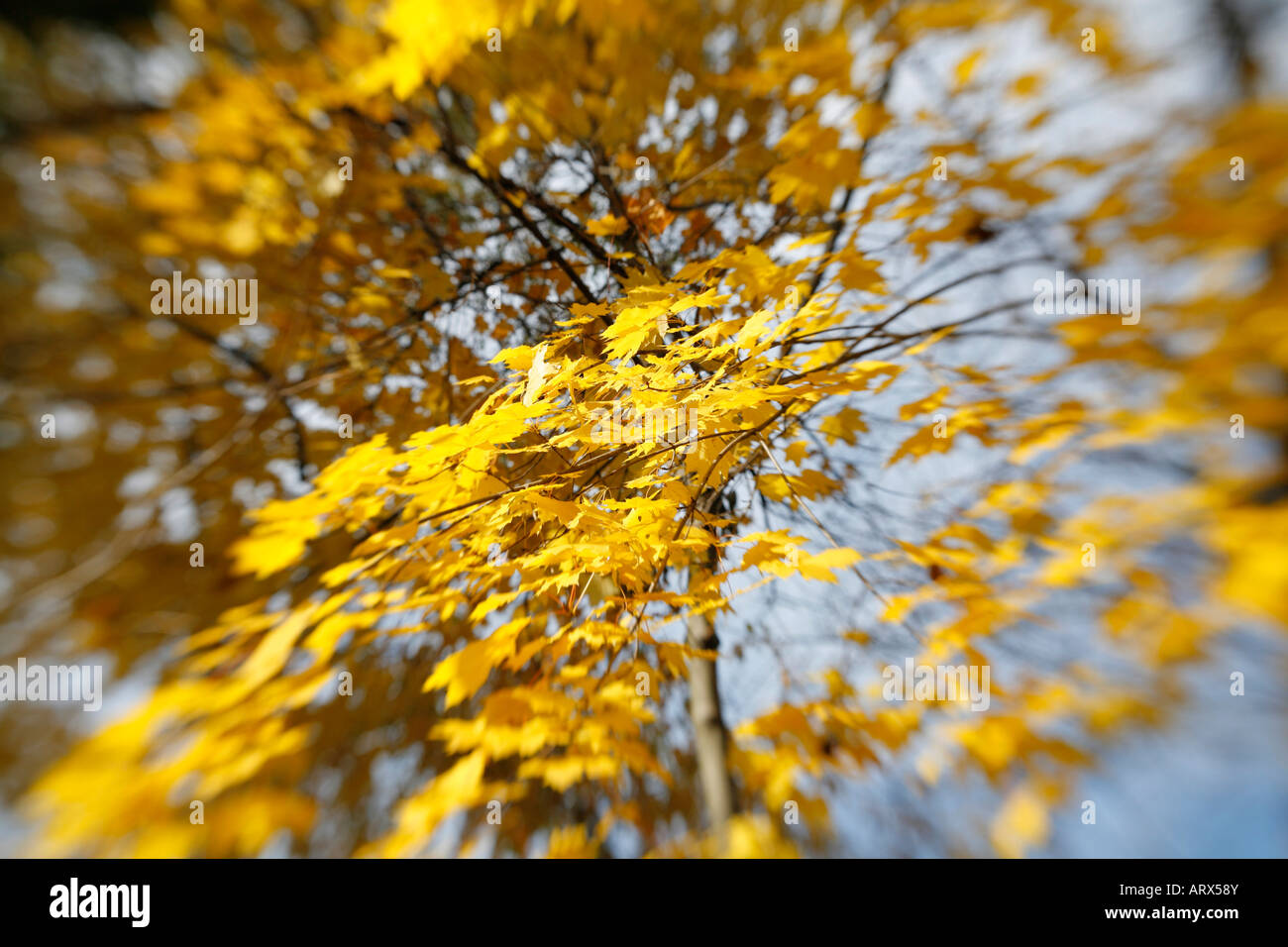 Maple tree, close-up, autumn Stock Photo - Alamy