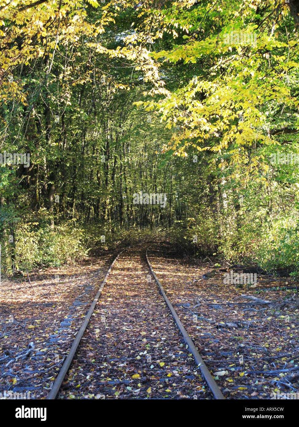 Railroad tracks leading into a tunnel of trees Stock Photo - Alamy
