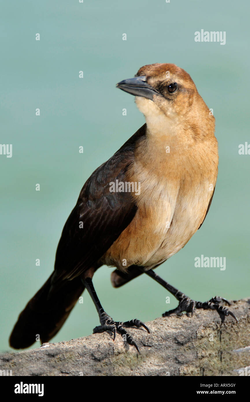 Female boattail Grackle a popular southern states bird Stock Photo - Alamy