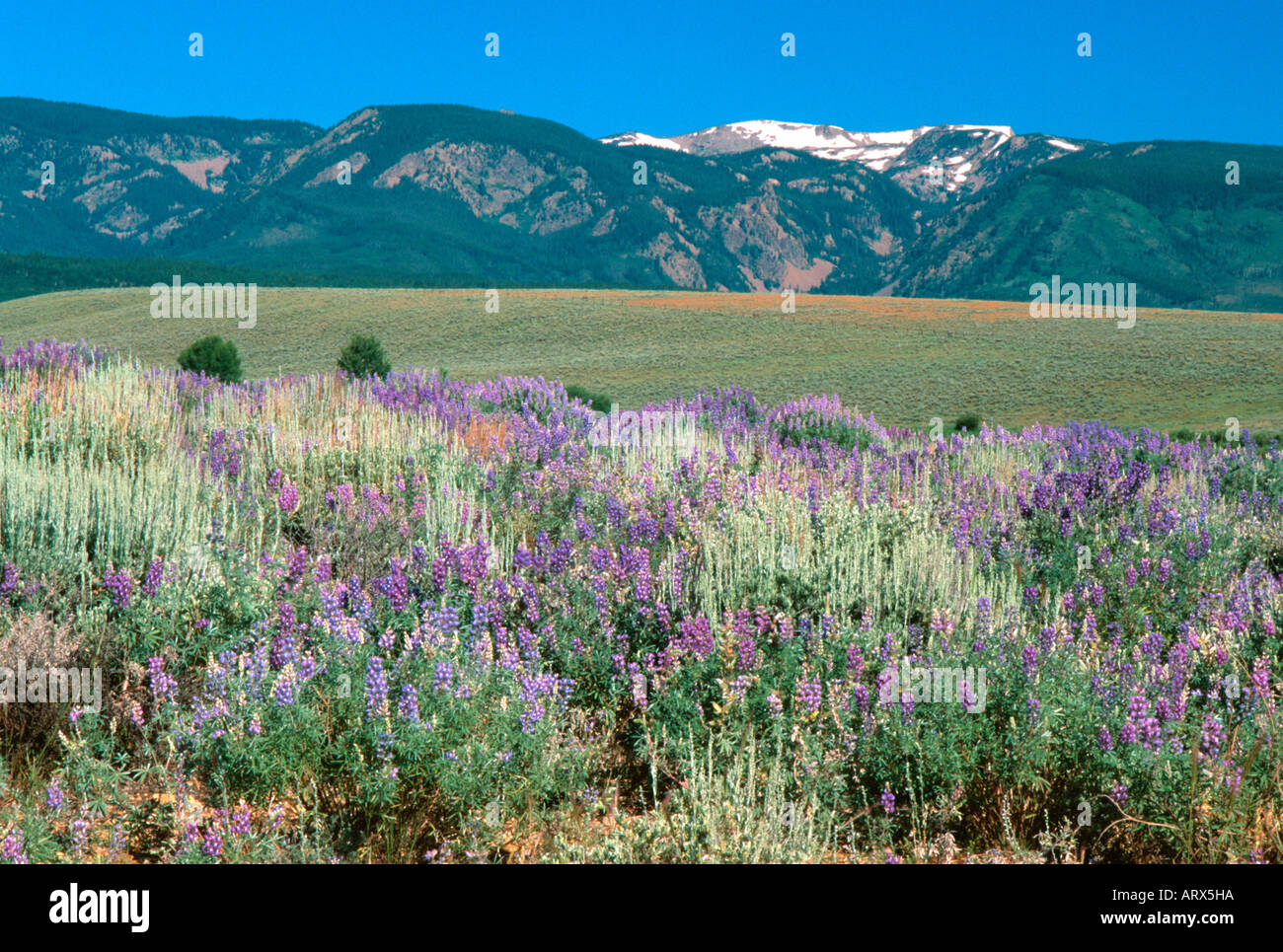 Lupinus west country lupin hi-res stock photography and images - Alamy