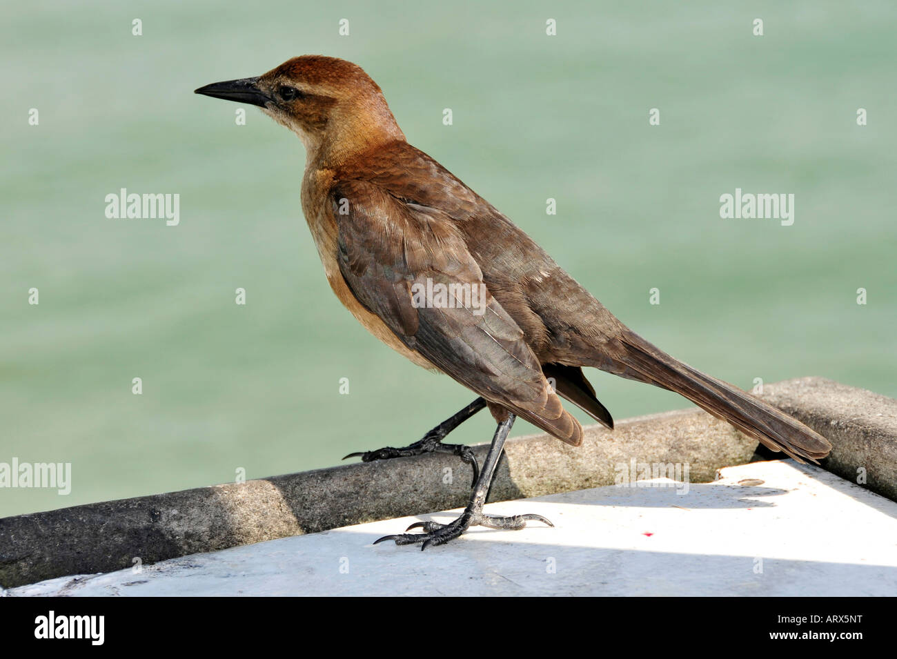 Female boattail Grackle a popular southern states bird Stock Photo - Alamy