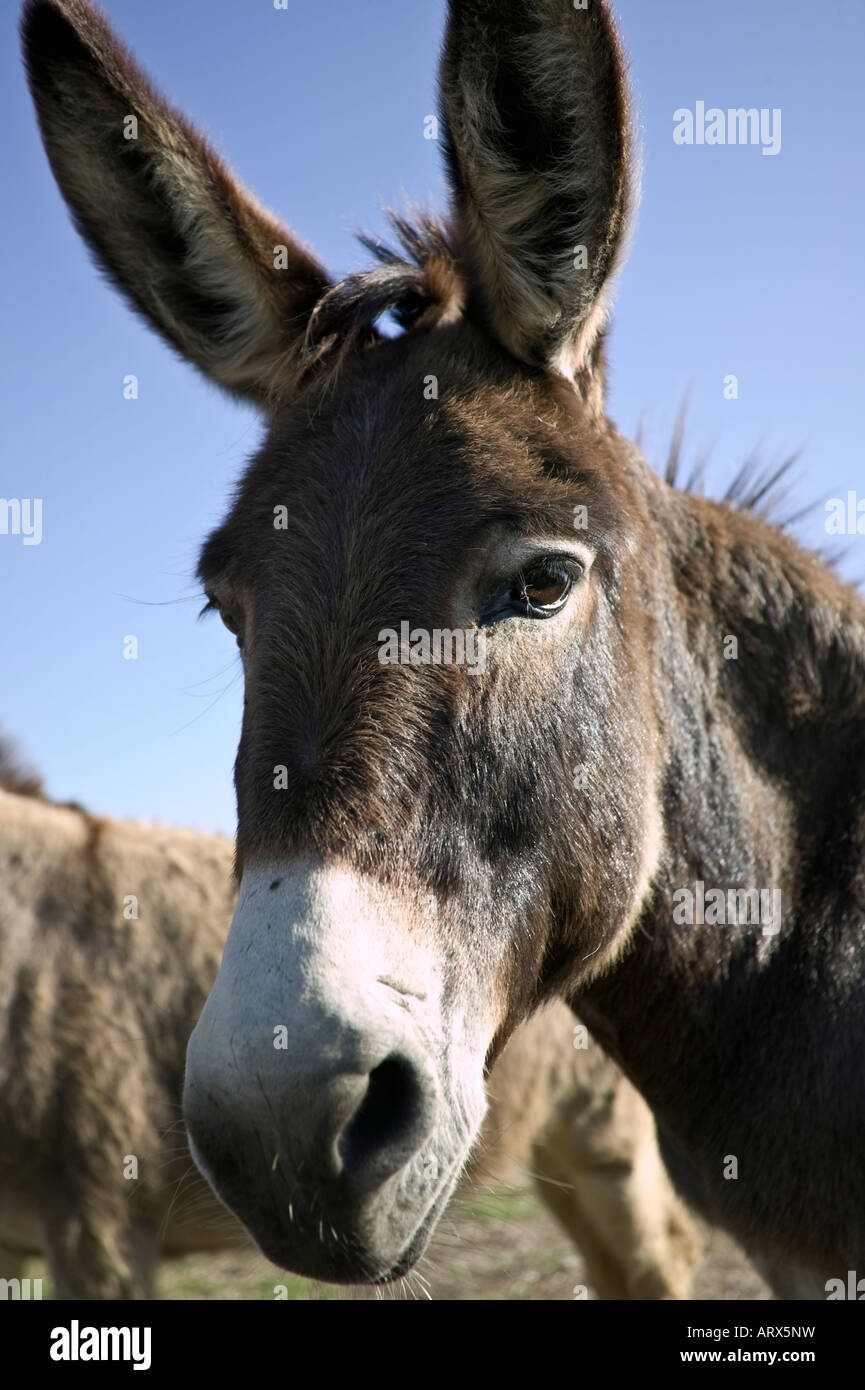 Donkey breed hi-res stock photography and images - Alamy