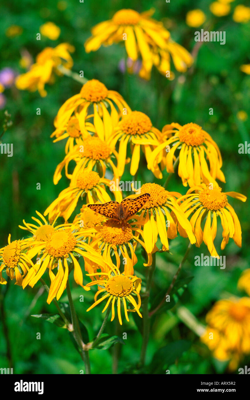 Rydbergia grandiflora colorado hi-res stock photography and images - Alamy