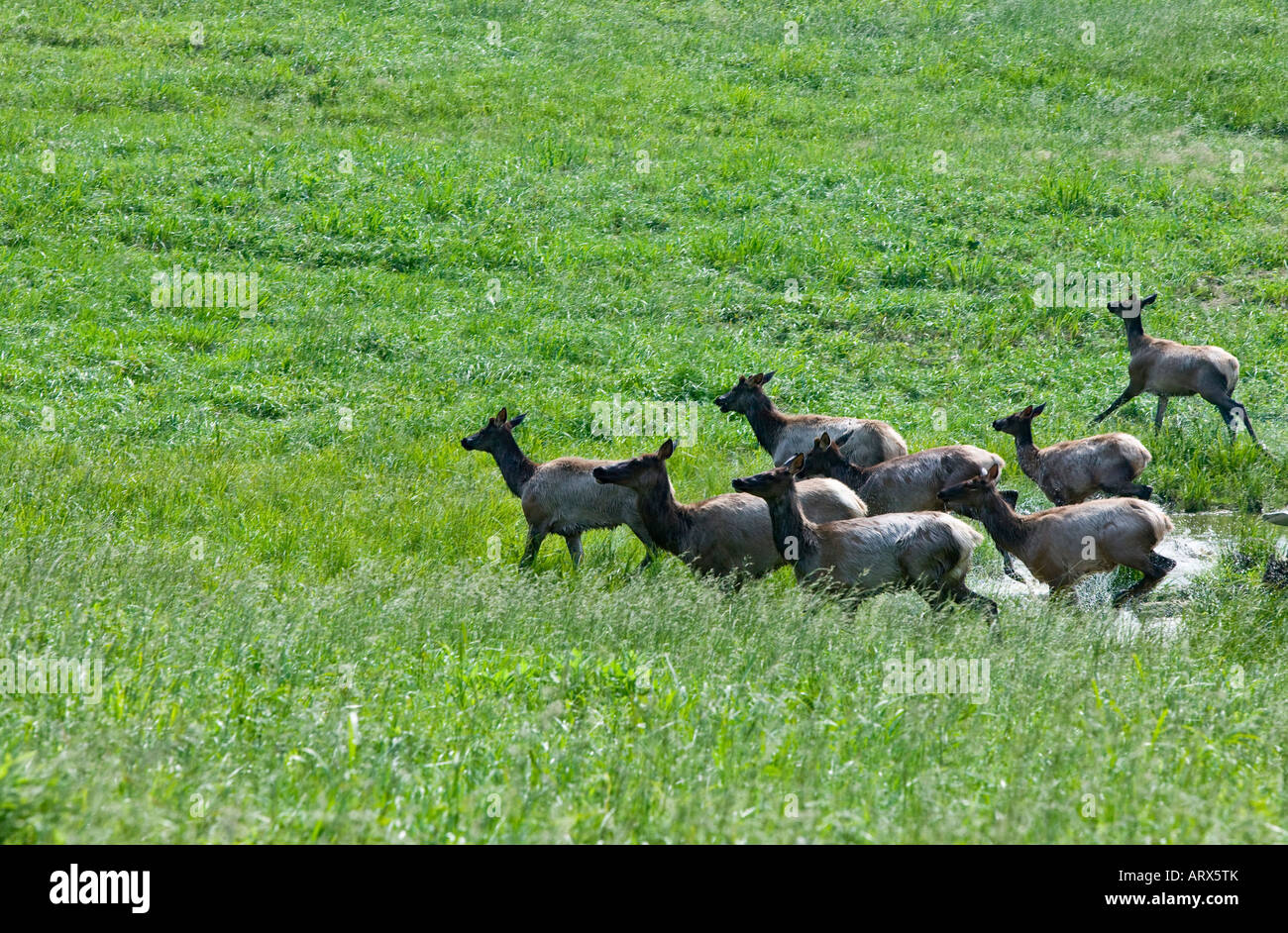 Elk yearling hi-res stock photography and images - Alamy