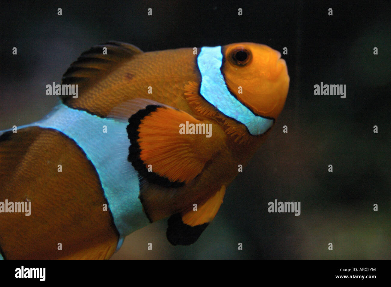 Clown fish at the local aquarium Stock Photo - Alamy