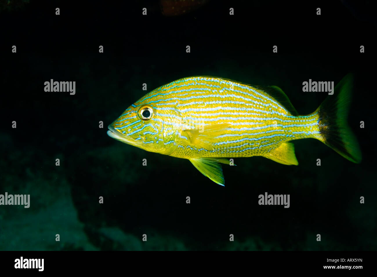 Blue striped grunt haemulon sciurus hi-res stock photography and images ...