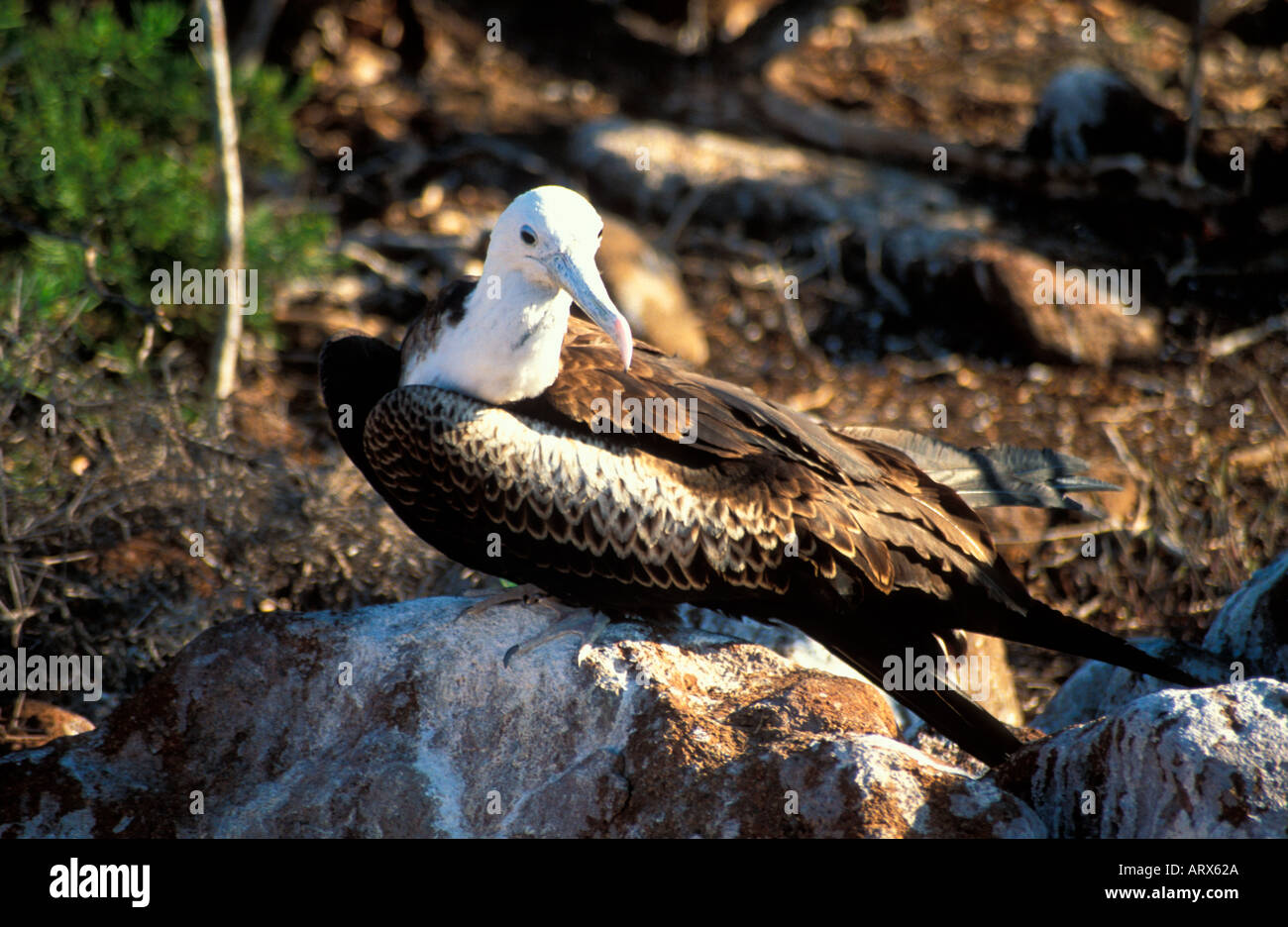 Frigate bird on north hi-res stock photography and images - Alamy