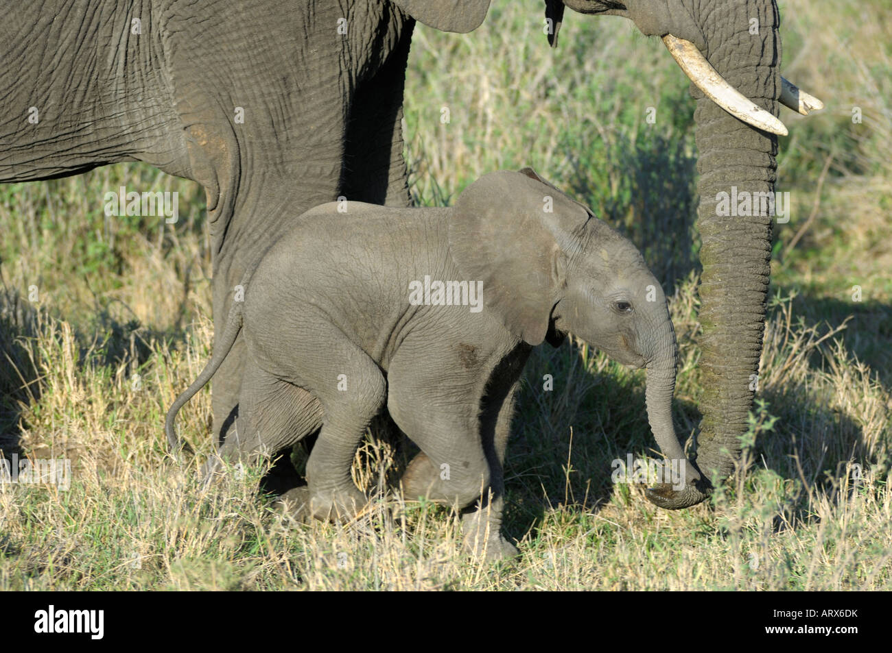 Elephant cubs,a walking Elephant Cub,Serengeti,Tanzania Stock Photo - Alamy