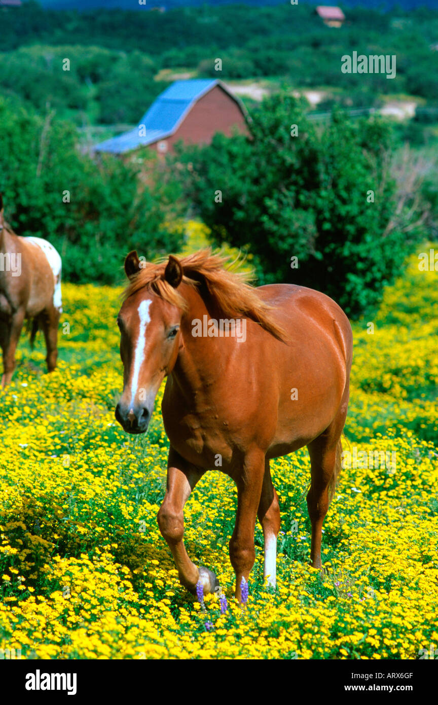 Caballos Colorados