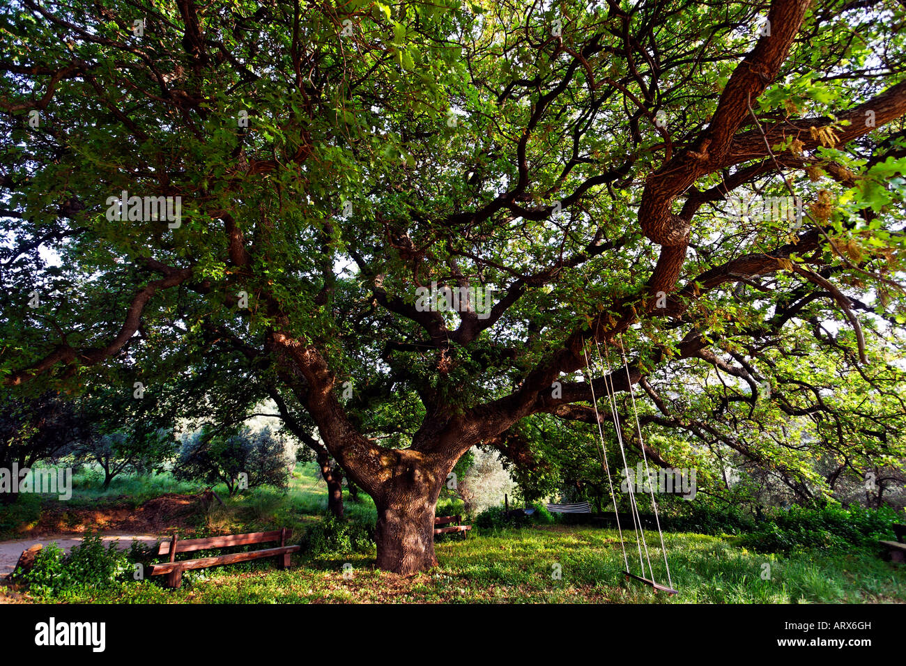 Very old Oak tree Stock Photo - Alamy