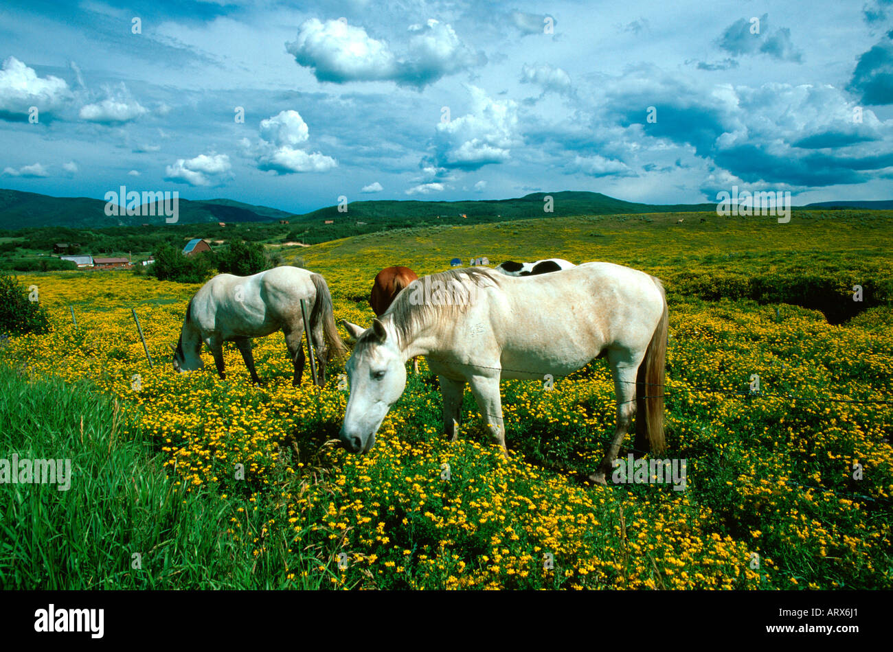With horses hi-res stock photography and images - Alamy