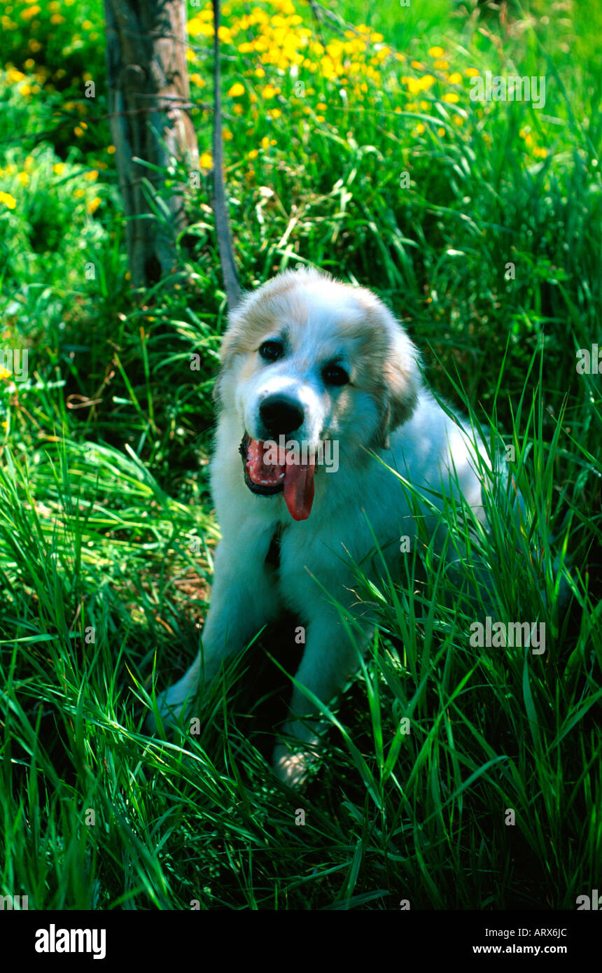 Tall dog sitting outside hi-res stock photography and images - Alamy