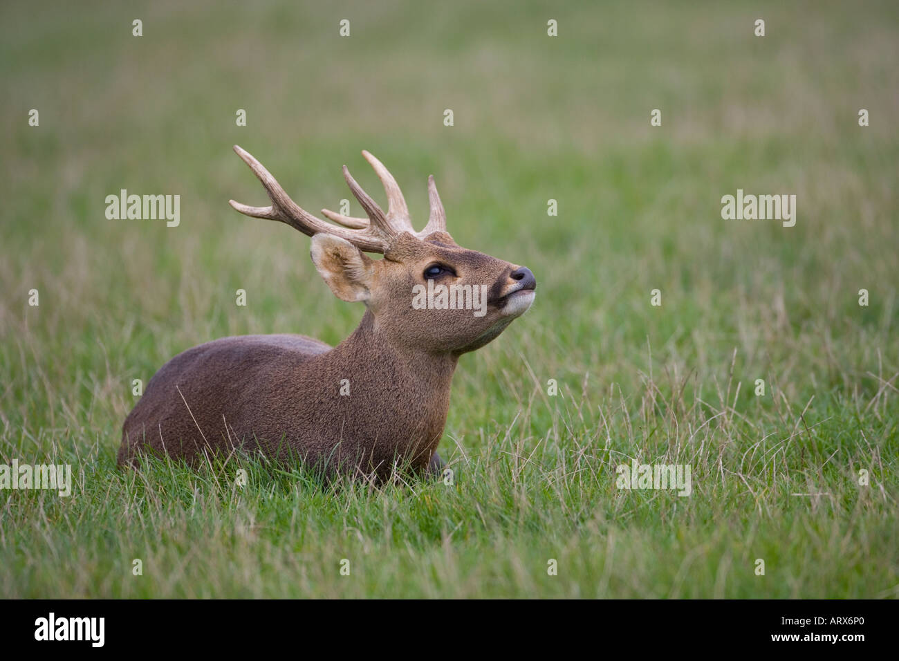 Hog Deer Buck Cervus porcinus Stock Photo - Alamy