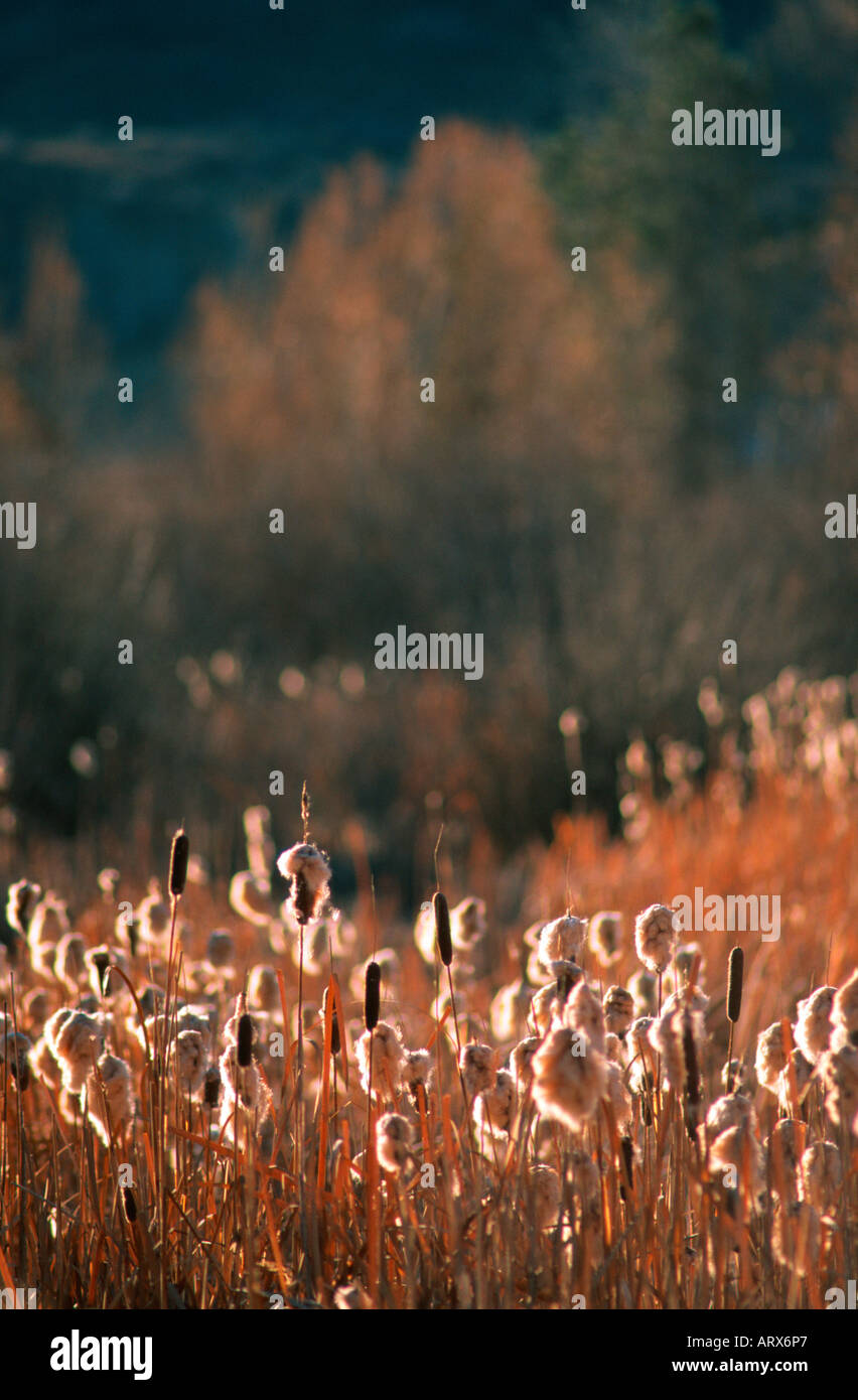 Cattails fall hi-res stock photography and images - Alamy