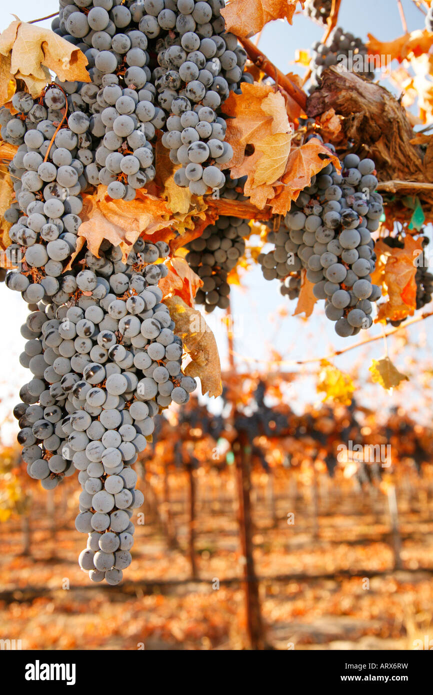 Wine harvest washington state hi-res stock photography and images - Alamy