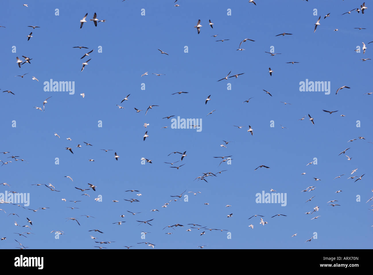 Flock of Seagulls circling field Stock Photo - Alamy