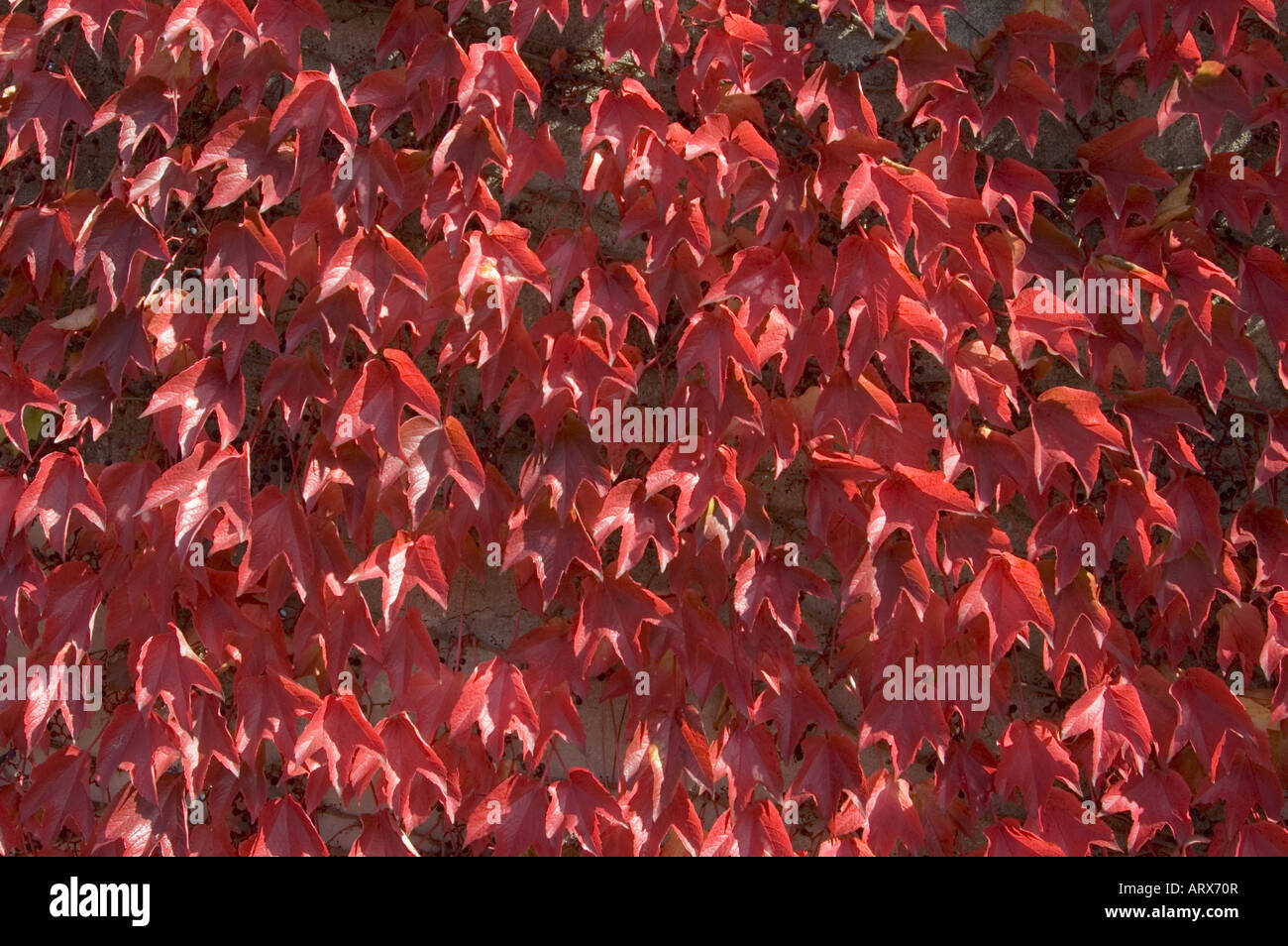Japanese ivy hi-res stock photography and images - Alamy