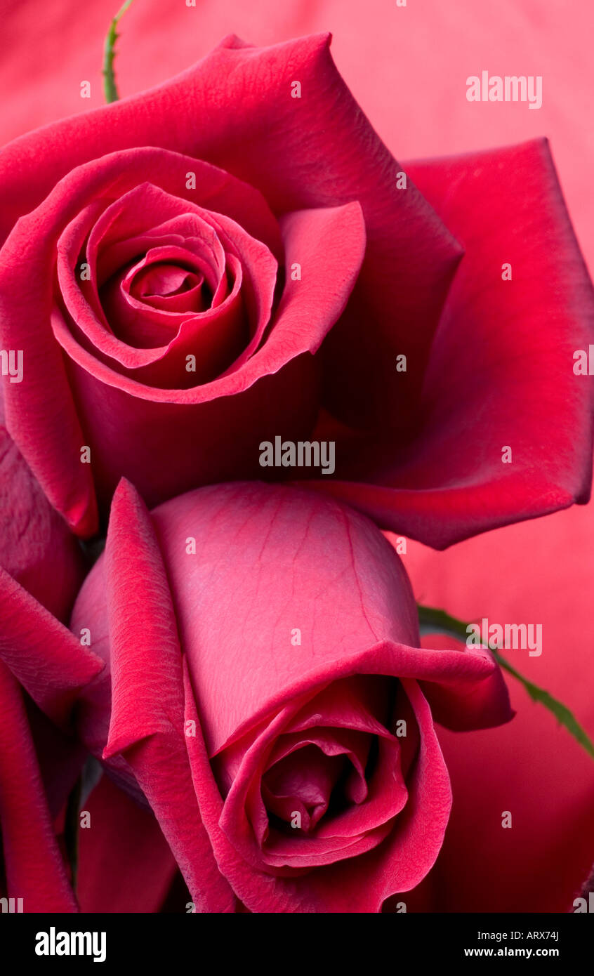 National flower of england hi-res stock photography and images - Alamy