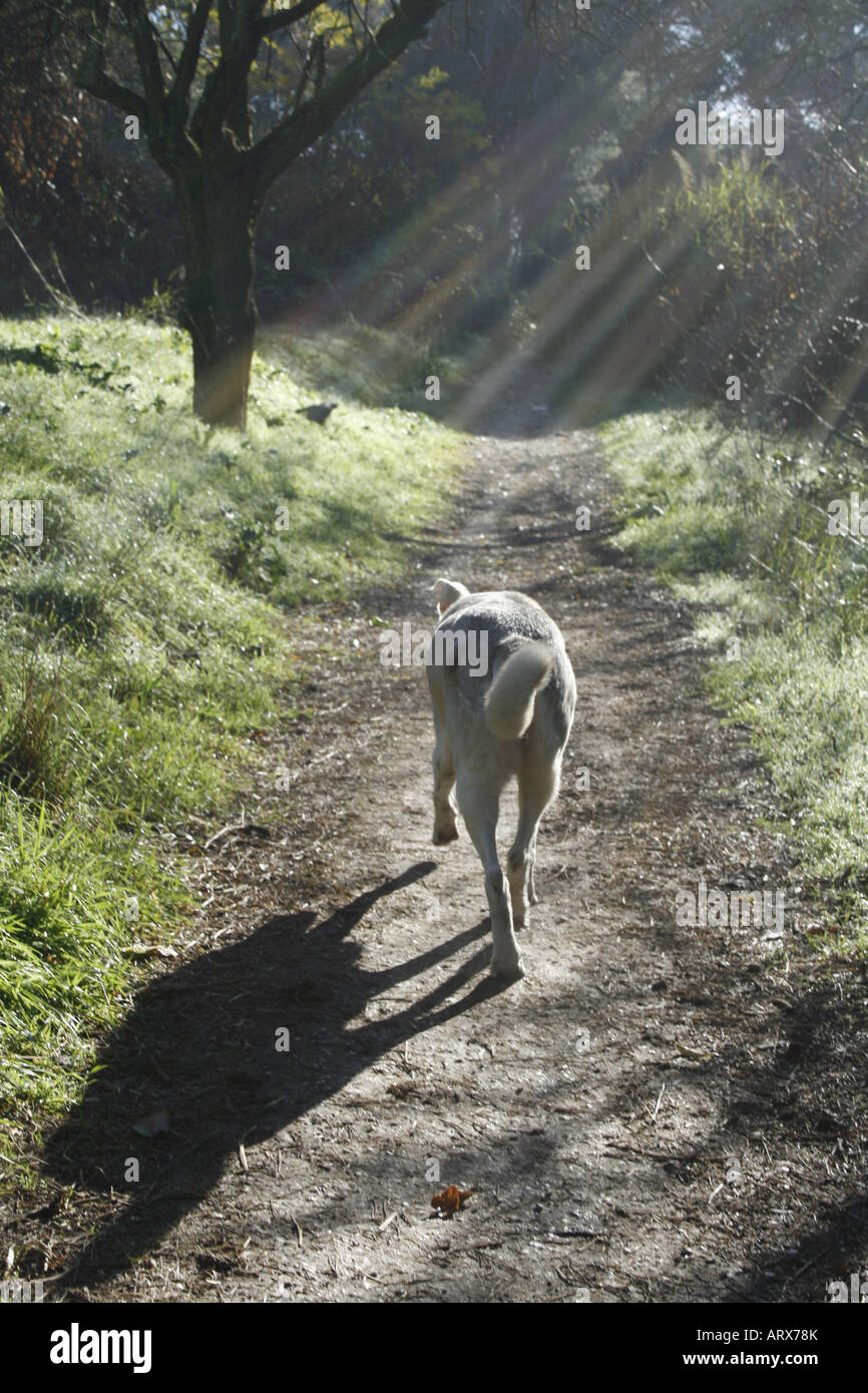 dog walking in countryside Stock Photo - Alamy