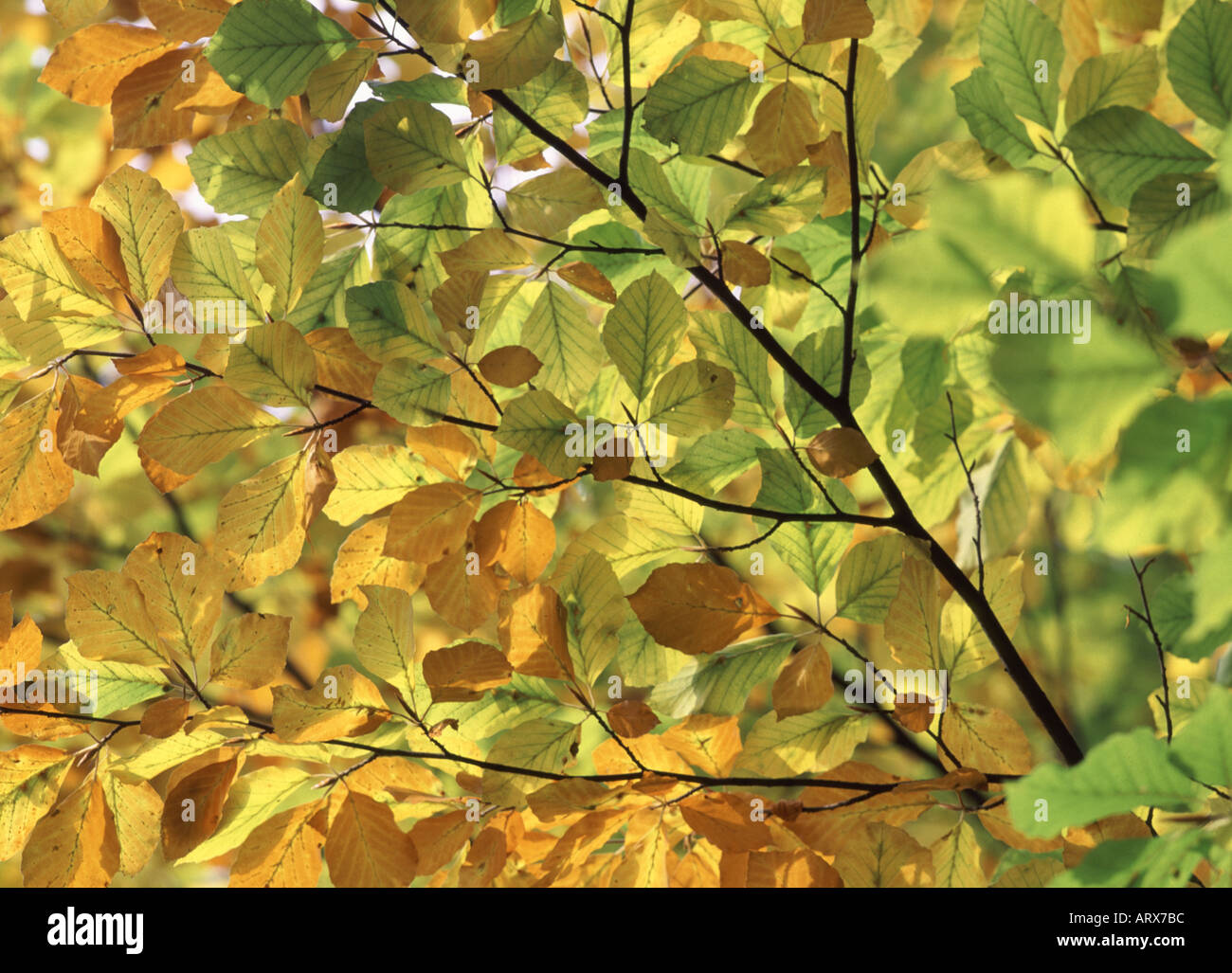 Beech tree branch turning yellow in autumn Fagus sylvatica Stock Photo ...