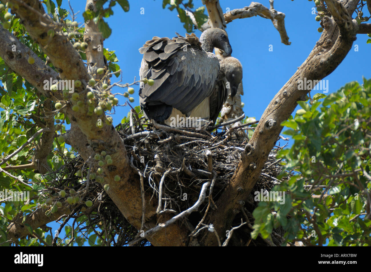 Vultures,a vulture in his nest,Masai Mara,Kenya Stock Photo - Alamy