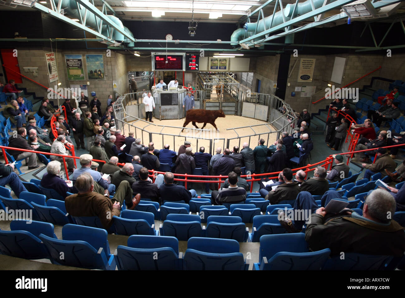 Cattle ring mart hi-res stock photography and images - Alamy