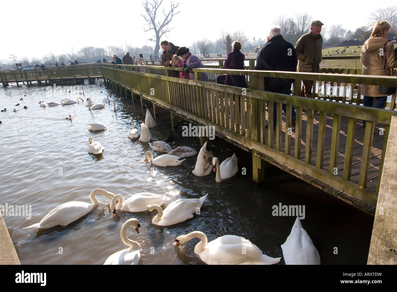 Slimbridge Wildfowl and Wetland Trust Gloucestershire England Stock ...