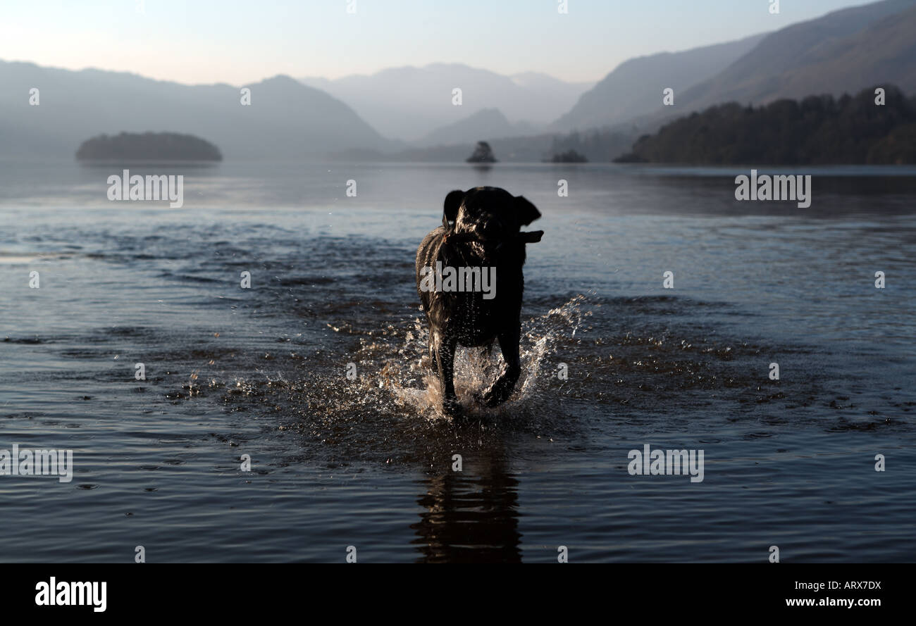 Black labrador runs through icy Derwent Water in the Lake District with ...