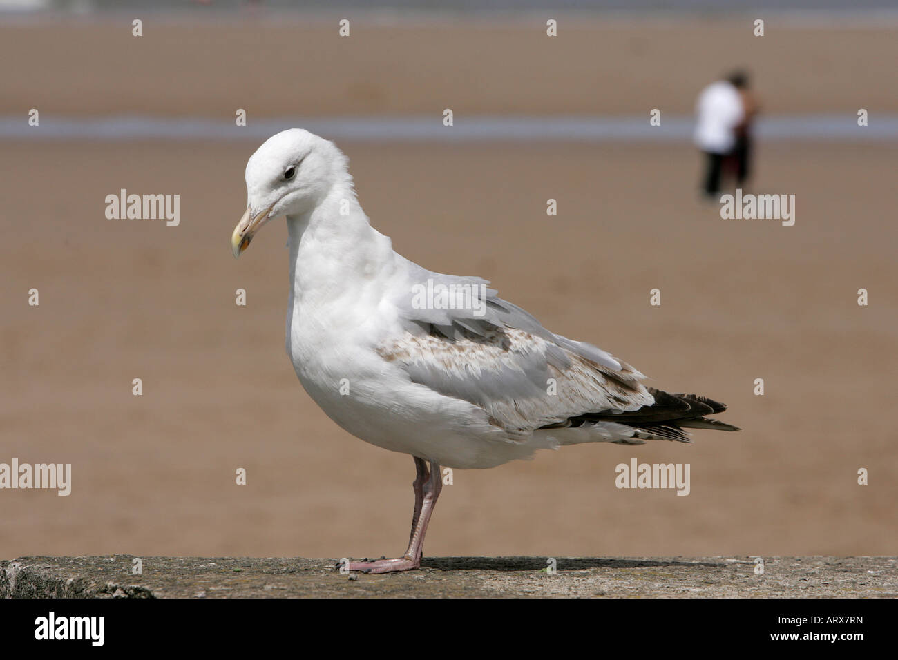 Bird fowl sea gull mew coast beach seaside ocean shore sandy sand land ...